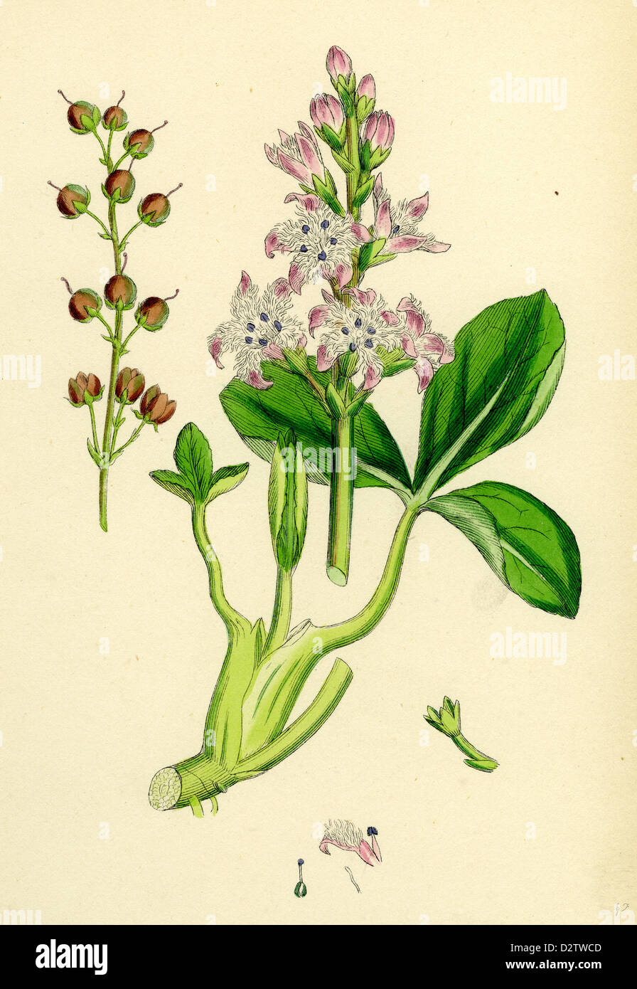 Menyanthes trifoliata Common Buckbean Stock Photo - Alamy