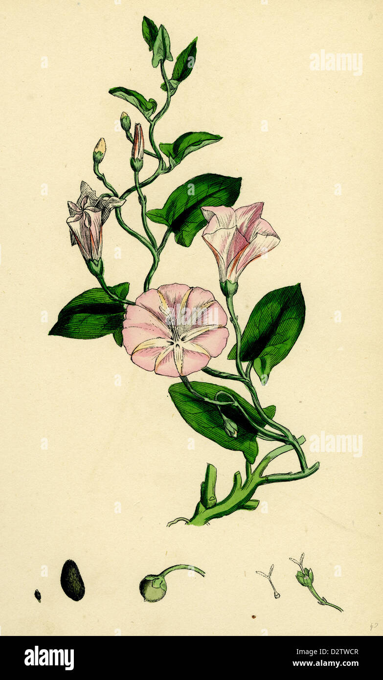 Small bindweed hi-res stock photography and images - Alamy