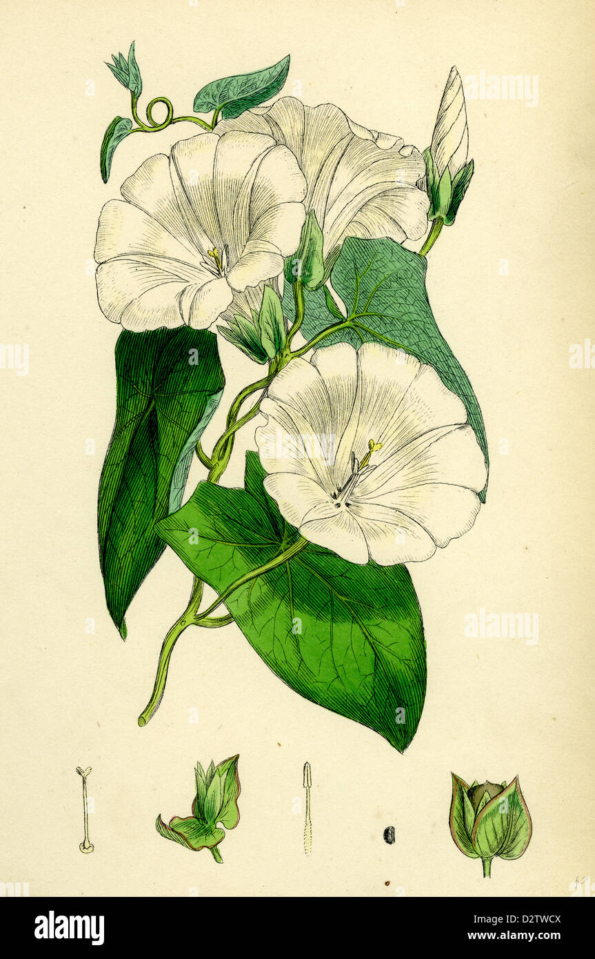 Convolvulus Sepium Great Bindweed Stock Photo - Alamy