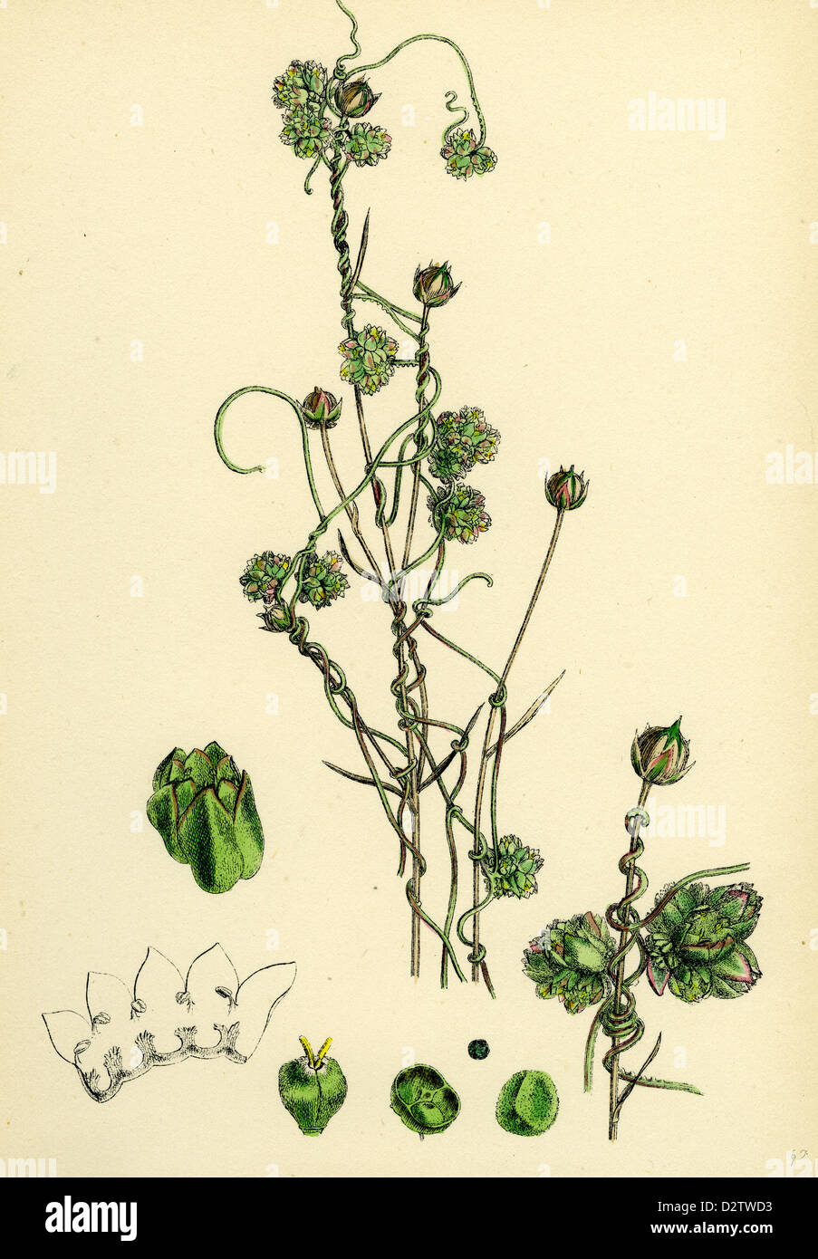 Cuscuta Epilinum Flax Dodder Stock Photo - Alamy