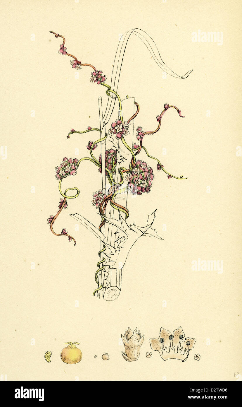 Cuscuta Europaea Greater Dodder Stock Photo - Alamy