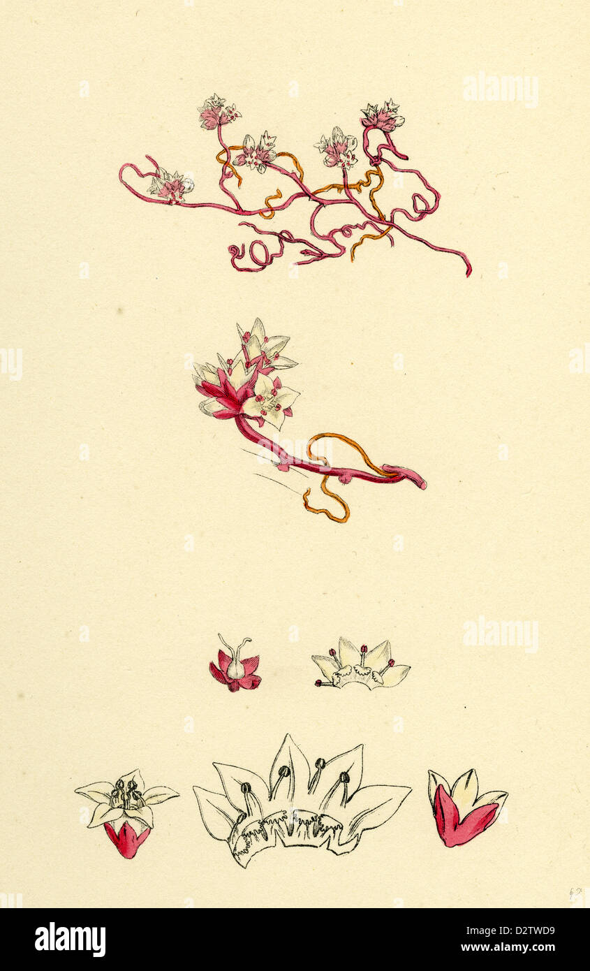 Cuscuta Epithymum Lesser Dodder Stock Photo - Alamy