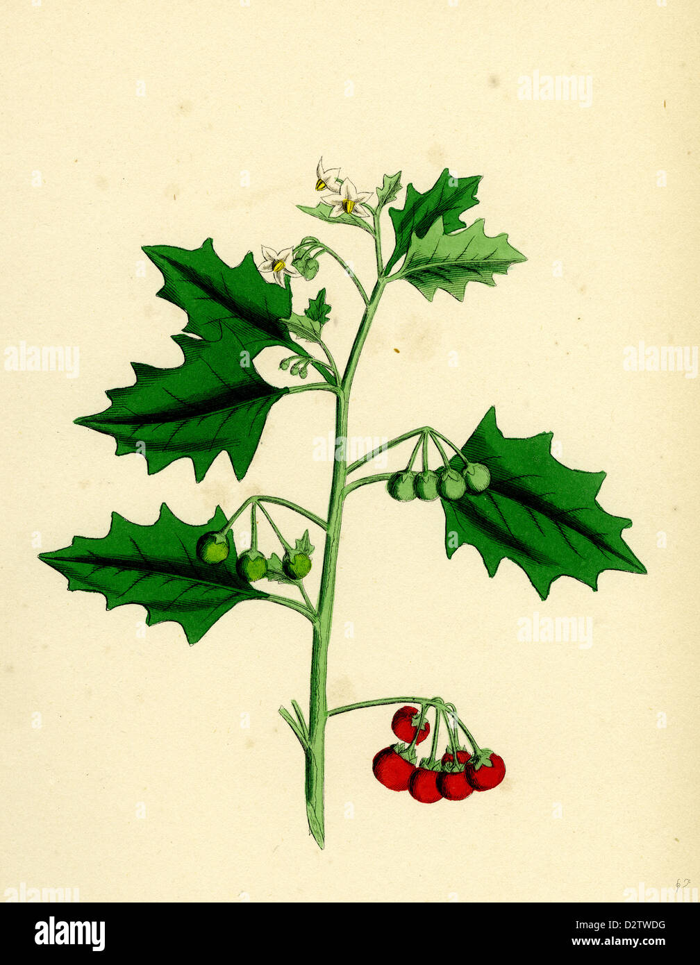 Solanum nigrum var. B Red Nightshade Stock Photo - Alamy