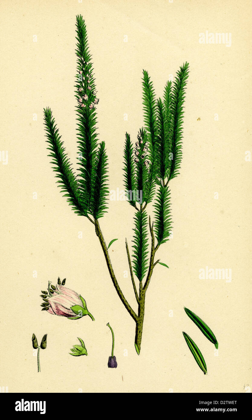 Erica vagans Cornish Heath Stock Photo - Alamy
