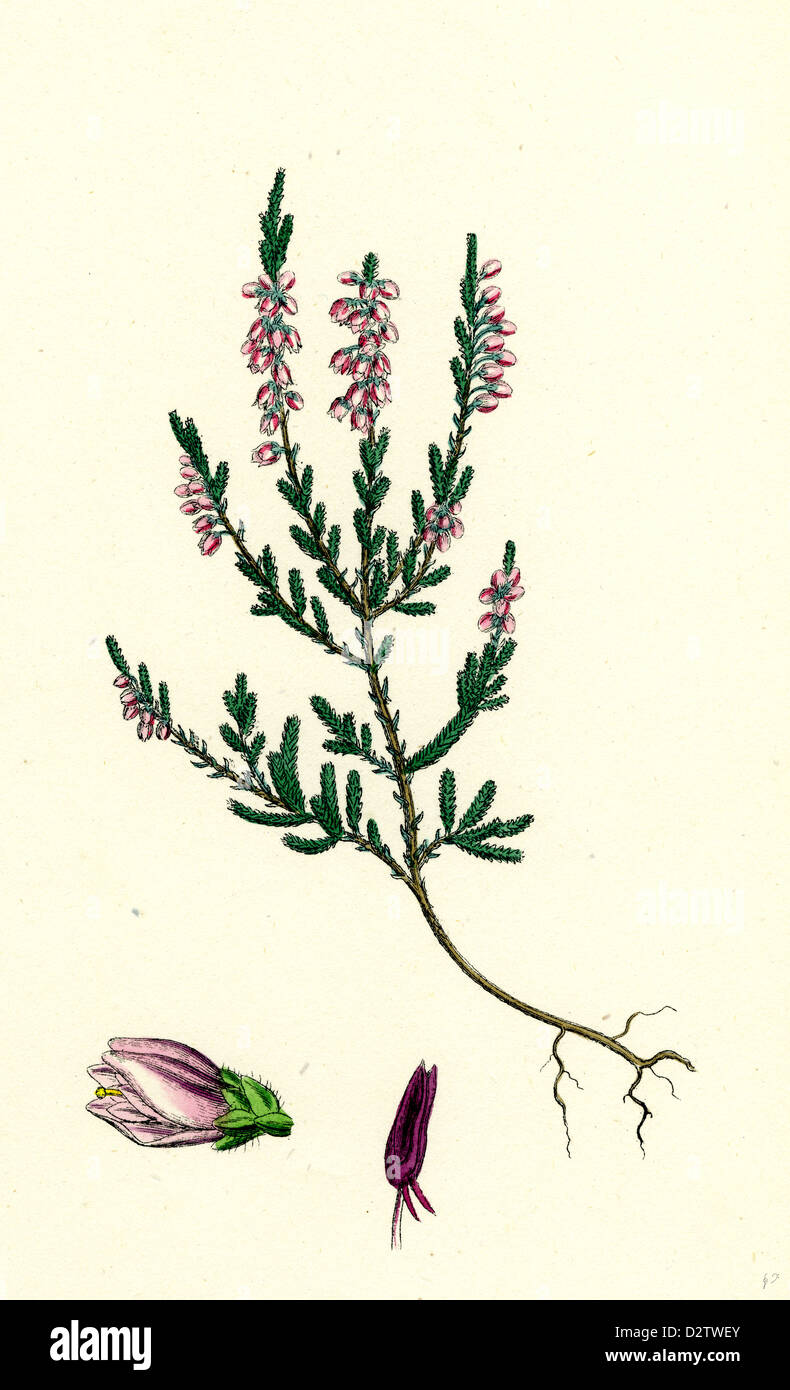 Calluna vulgaris Common Ling Stock Photo - Alamy