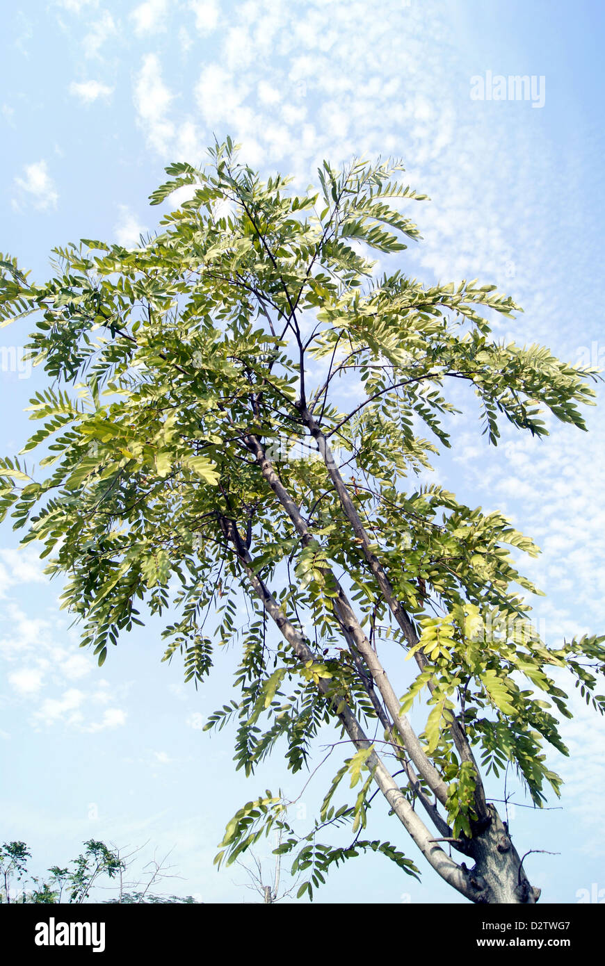 Under the blue sky white cloud of trees Stock Photo - Alamy