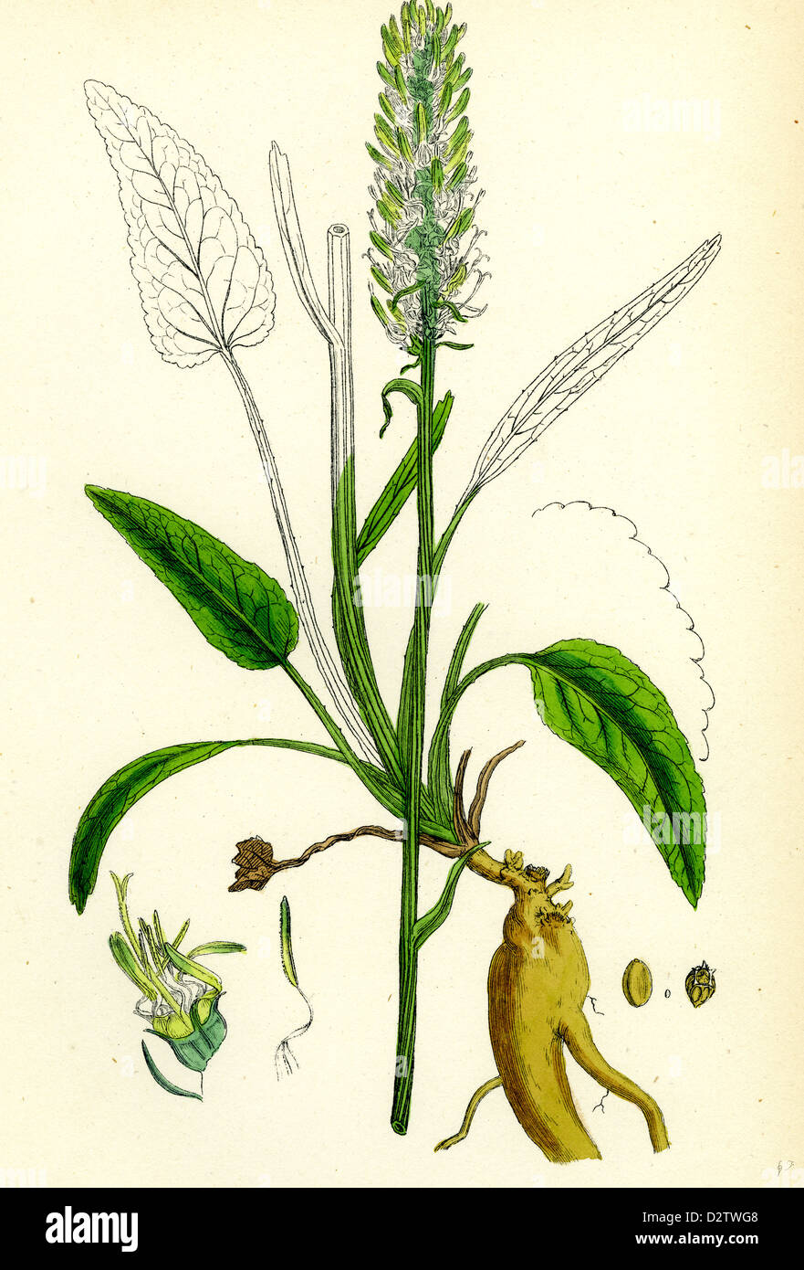 Phyteuma spicatum Spiked Rampion Stock Photo - Alamy