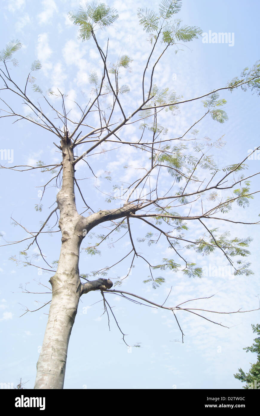 Under the blue sky white cloud of trees Stock Photo - Alamy