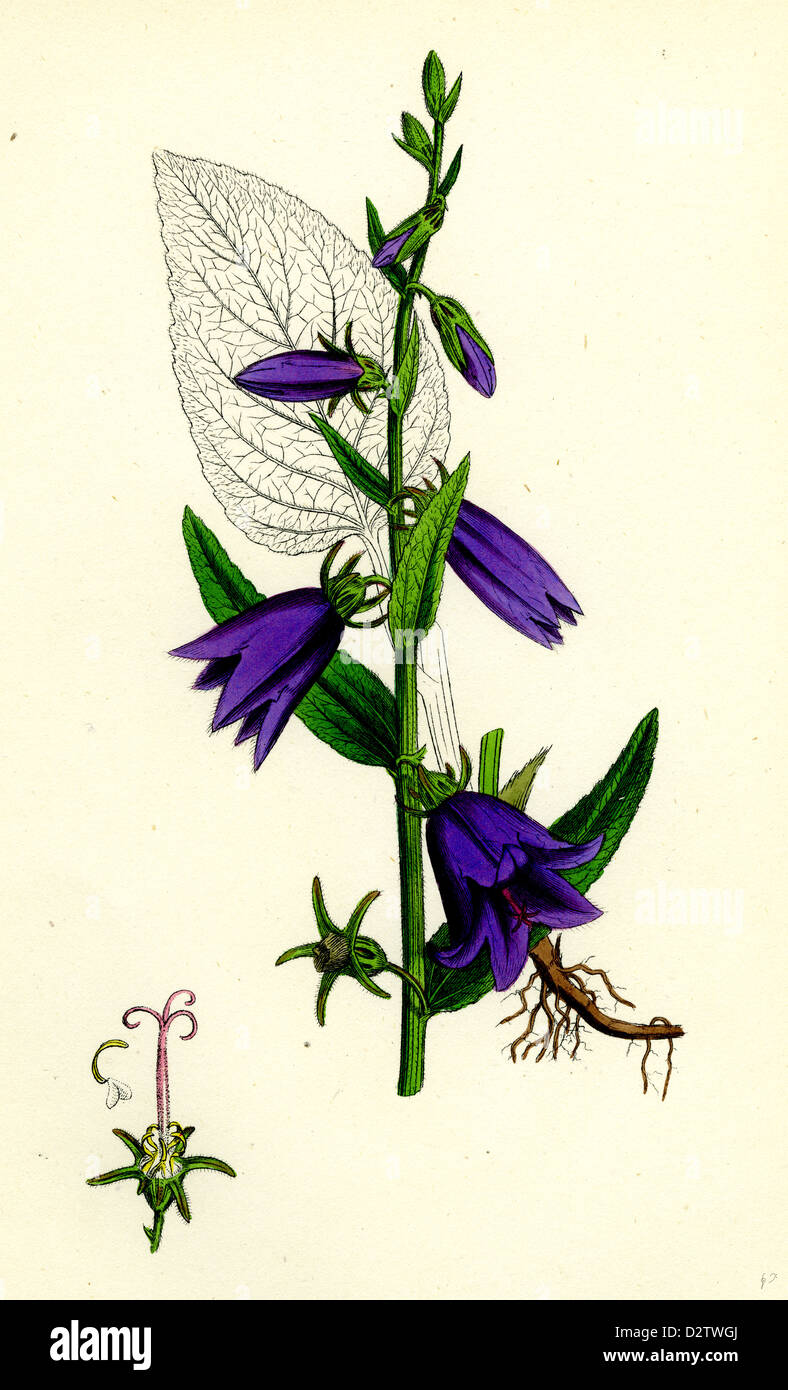 Campanula rapunculoides Creeping Bell-flower Stock Photo - Alamy