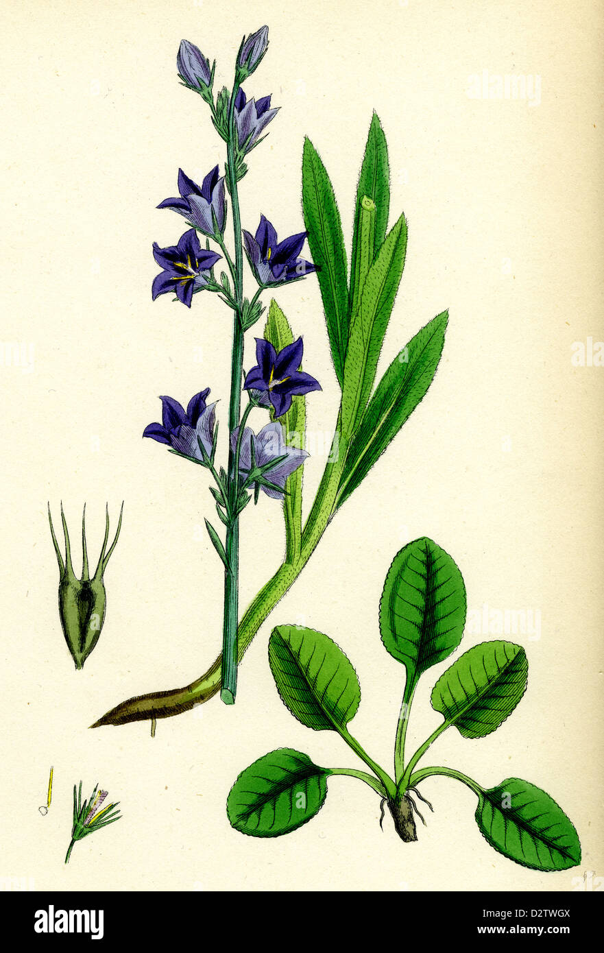 Campanula Rapunculus Rampion Bell-flower Stock Photo - Alamy