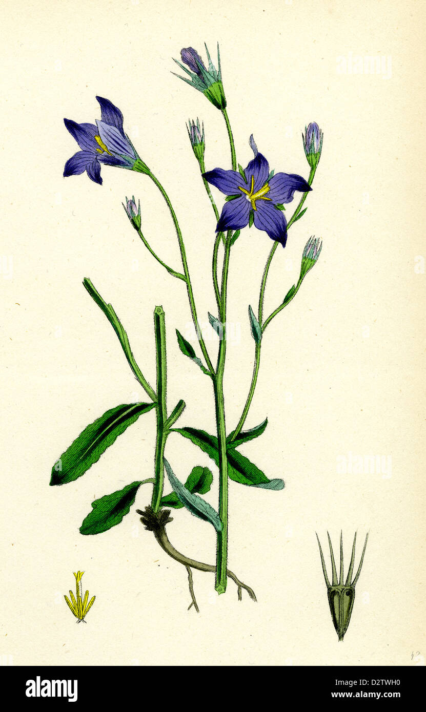 Campanula patula Spreading Bell-flower Stock Photo - Alamy