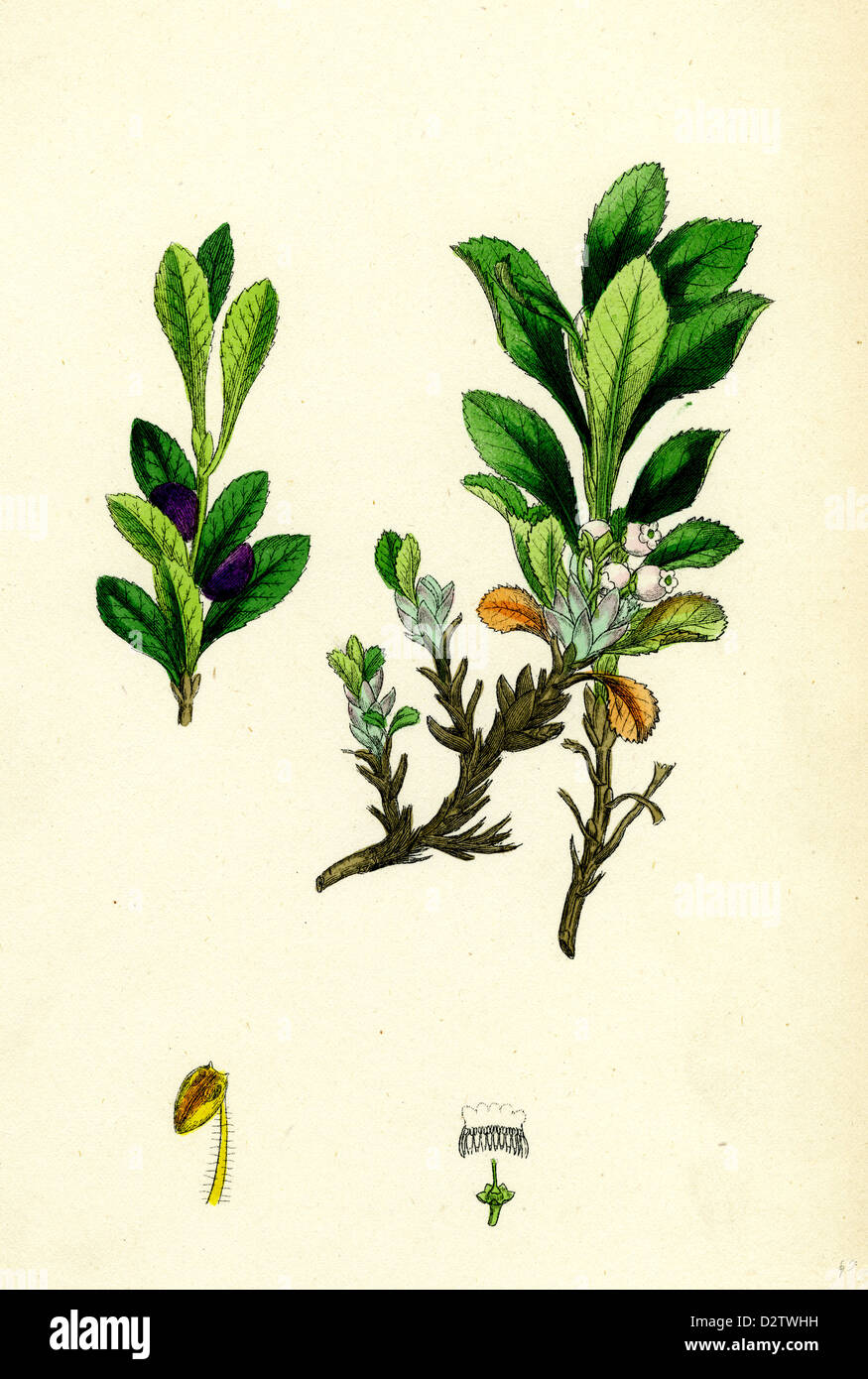 Arctostaphylos alpina Alpine Bearberry Stock Photo - Alamy