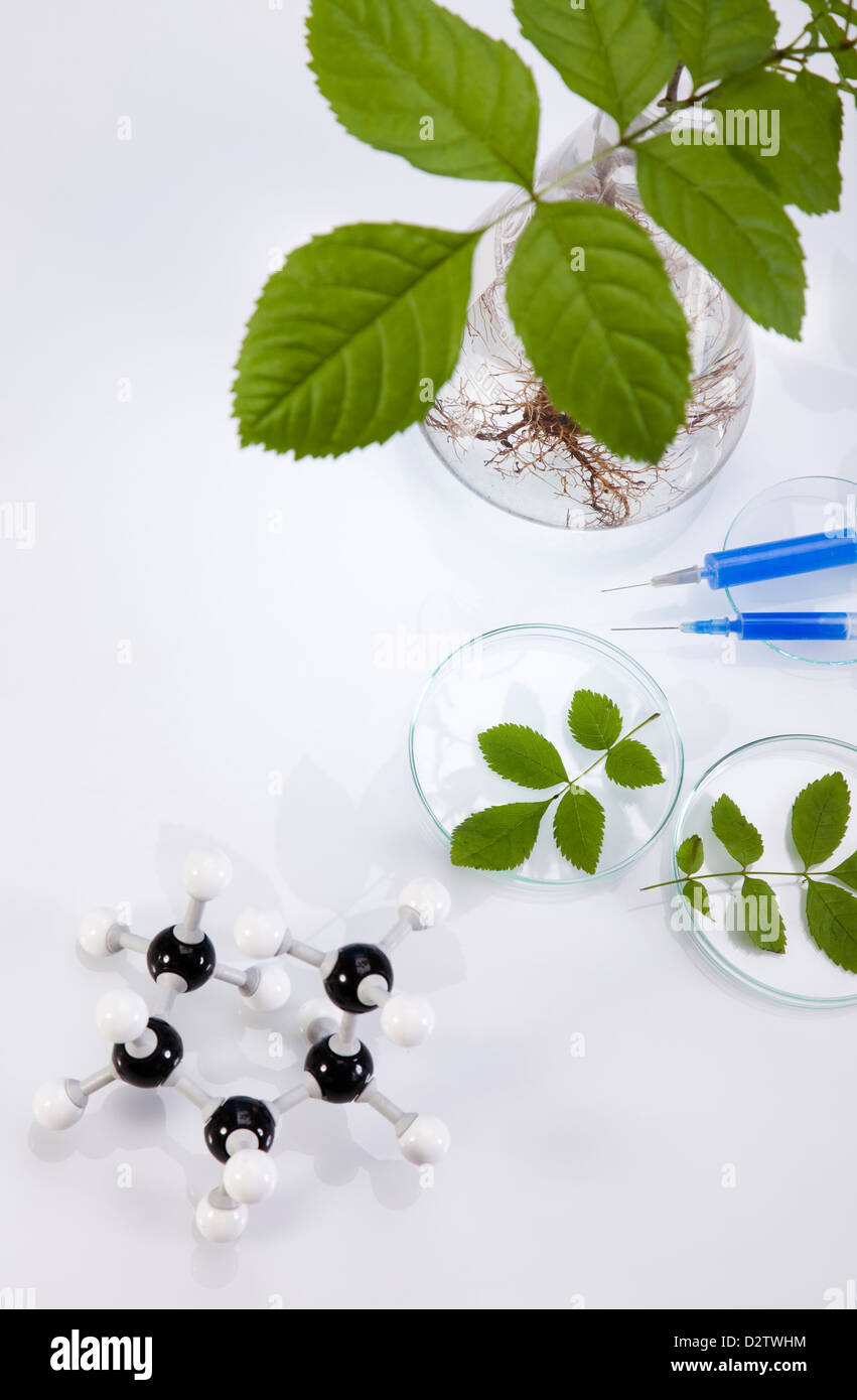 Research, plants growing in test tubes in a research laboratory Stock ...