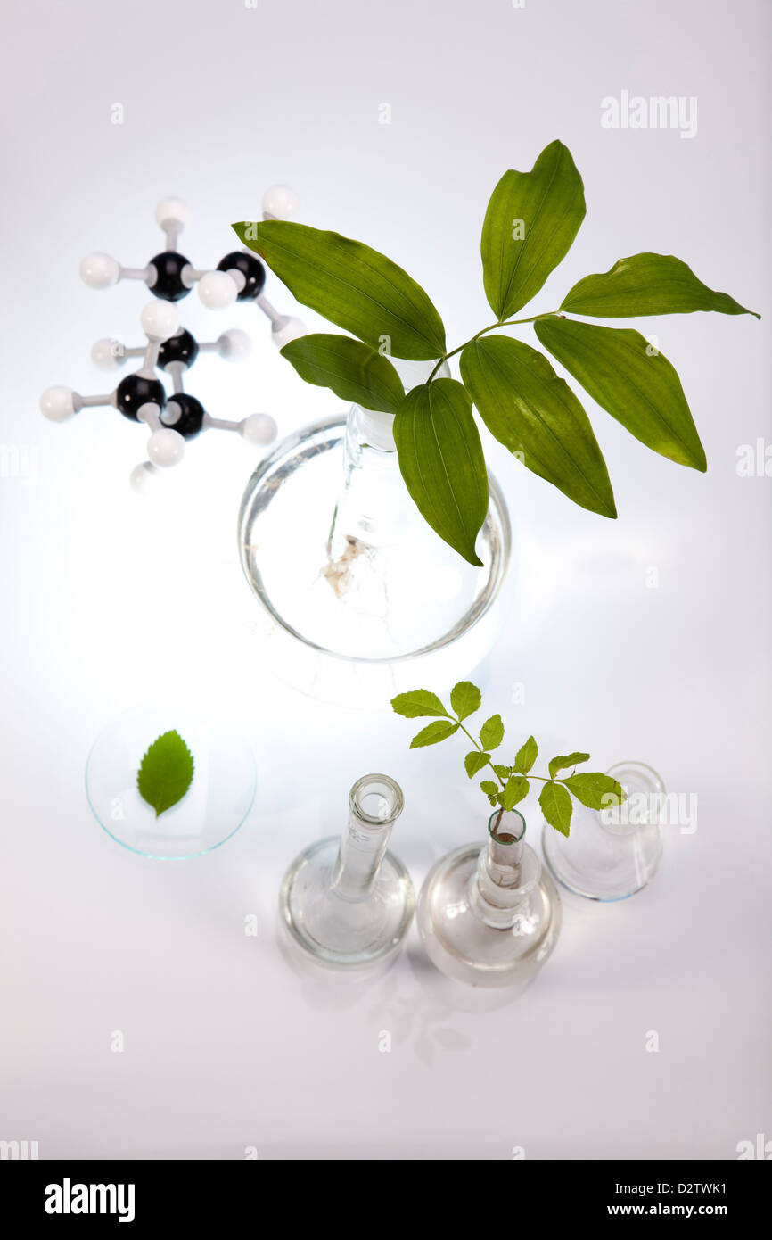 Floral science in blue laboratory Stock Photo - Alamy