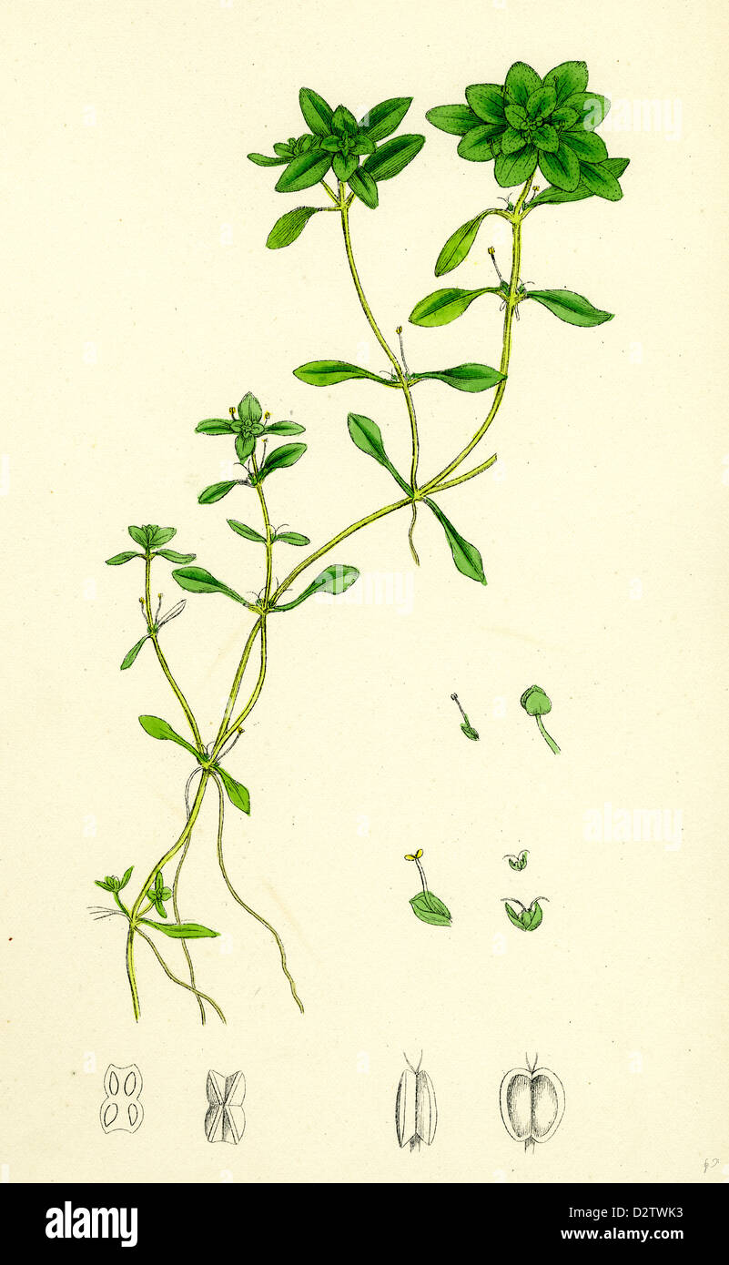 Callitriche eu-verna Vernal Water Starwort Stock Photo - Alamy