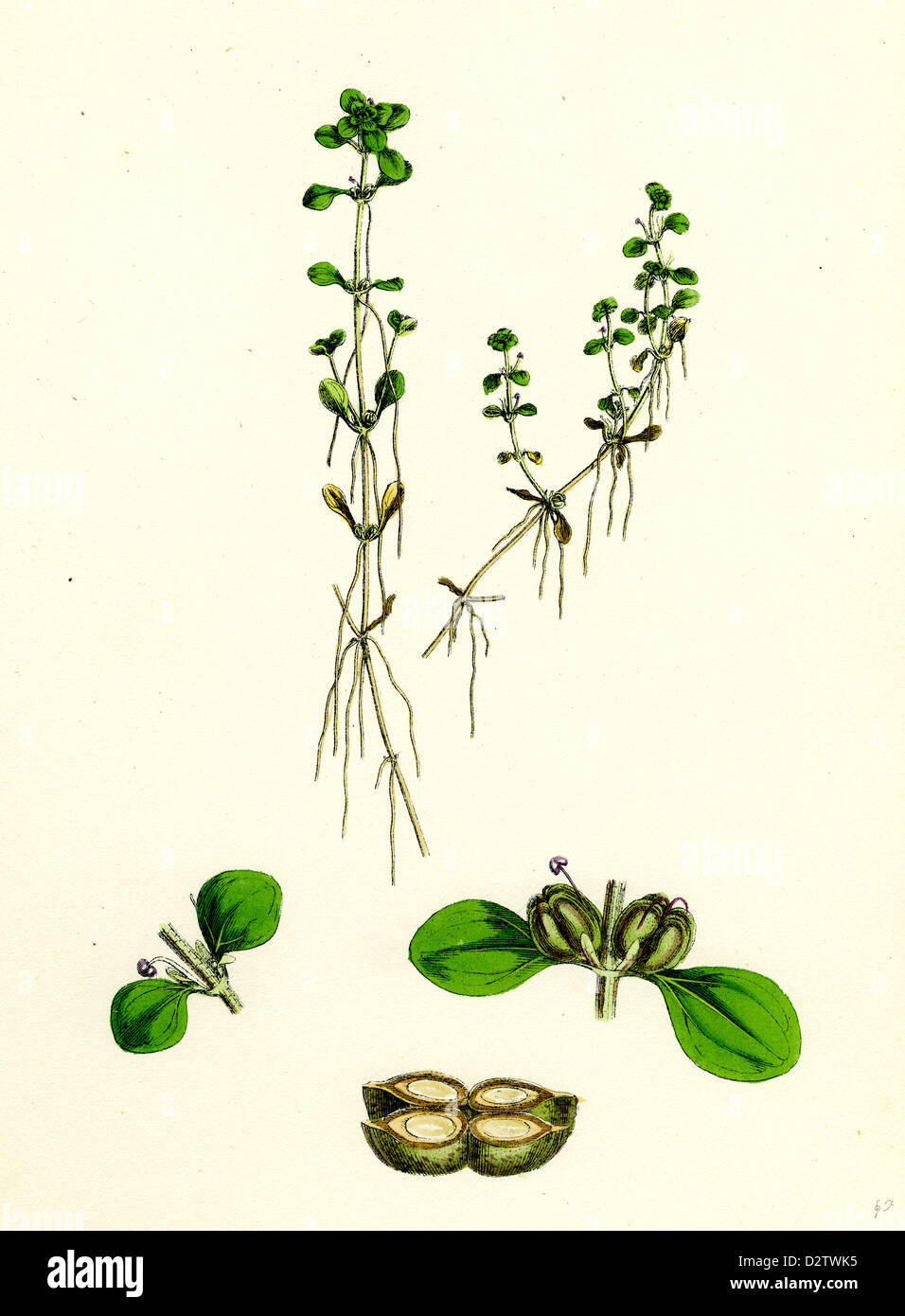 Callitriche platycarpa Large-fruited Water Starwort Stock Photo - Alamy