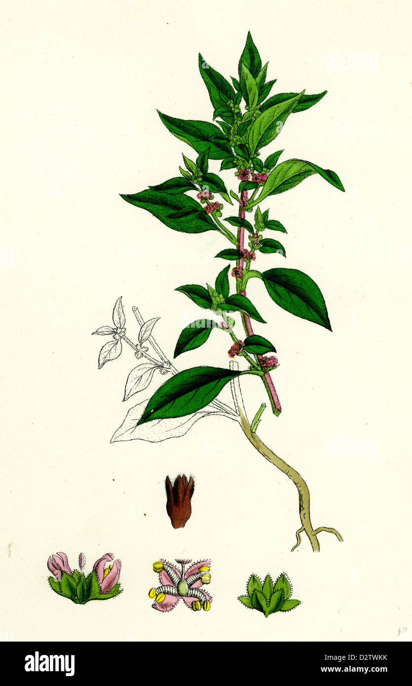 Parietaria diffusa Pellitory-of-the-wall Stock Photo - Alamy