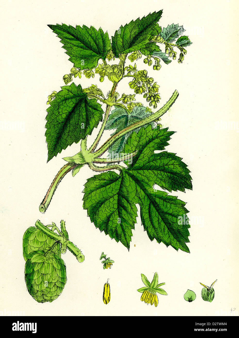 Humulus Lupulus Common Hop Stock Photo - Alamy