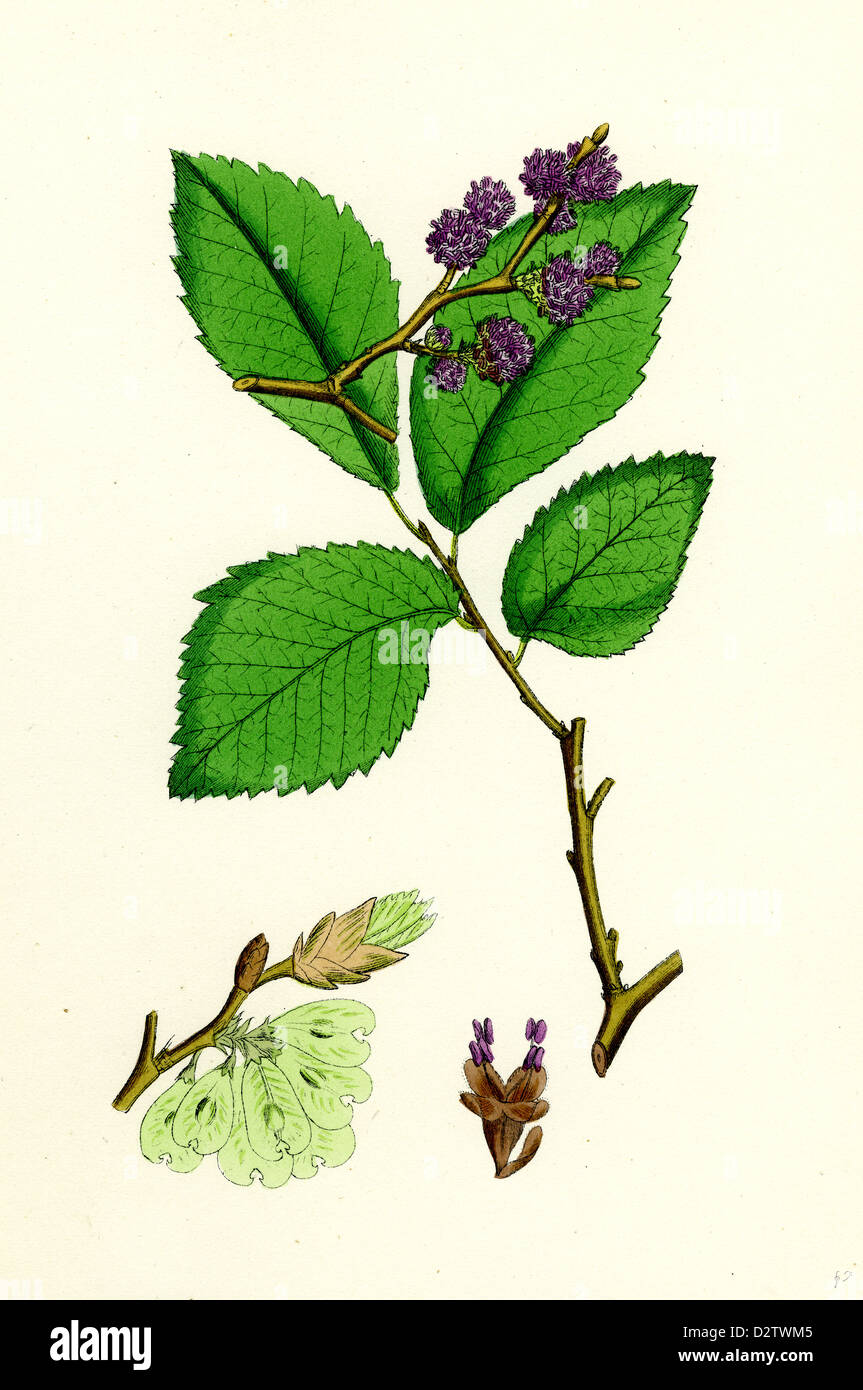 Ulmus suberosa var. genuina Common Elm var. a Stock Photo - Alamy