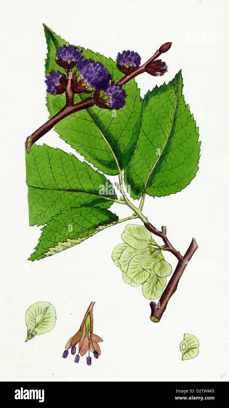 Ulmus montana; Broad-leaved Elm Stock Photo - Alamy