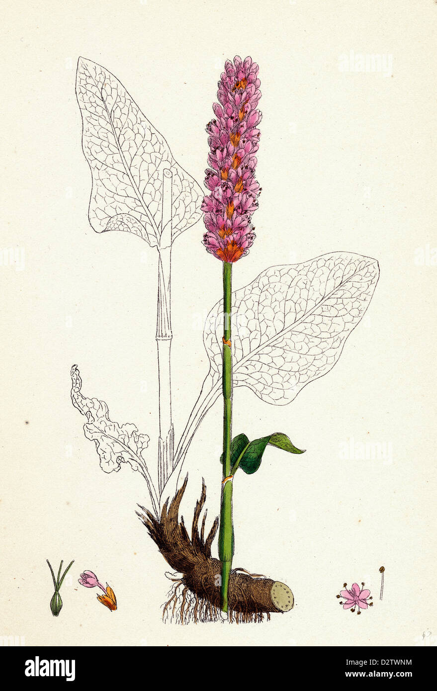 Polygonum Bistorta; Common Bistort Stock Photo - Alamy