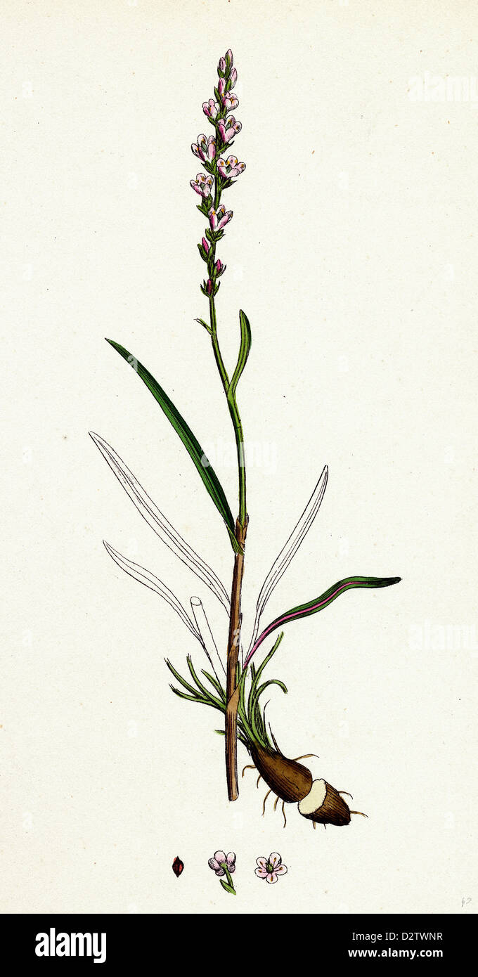 Viviparum hi-res stock photography and images - Alamy