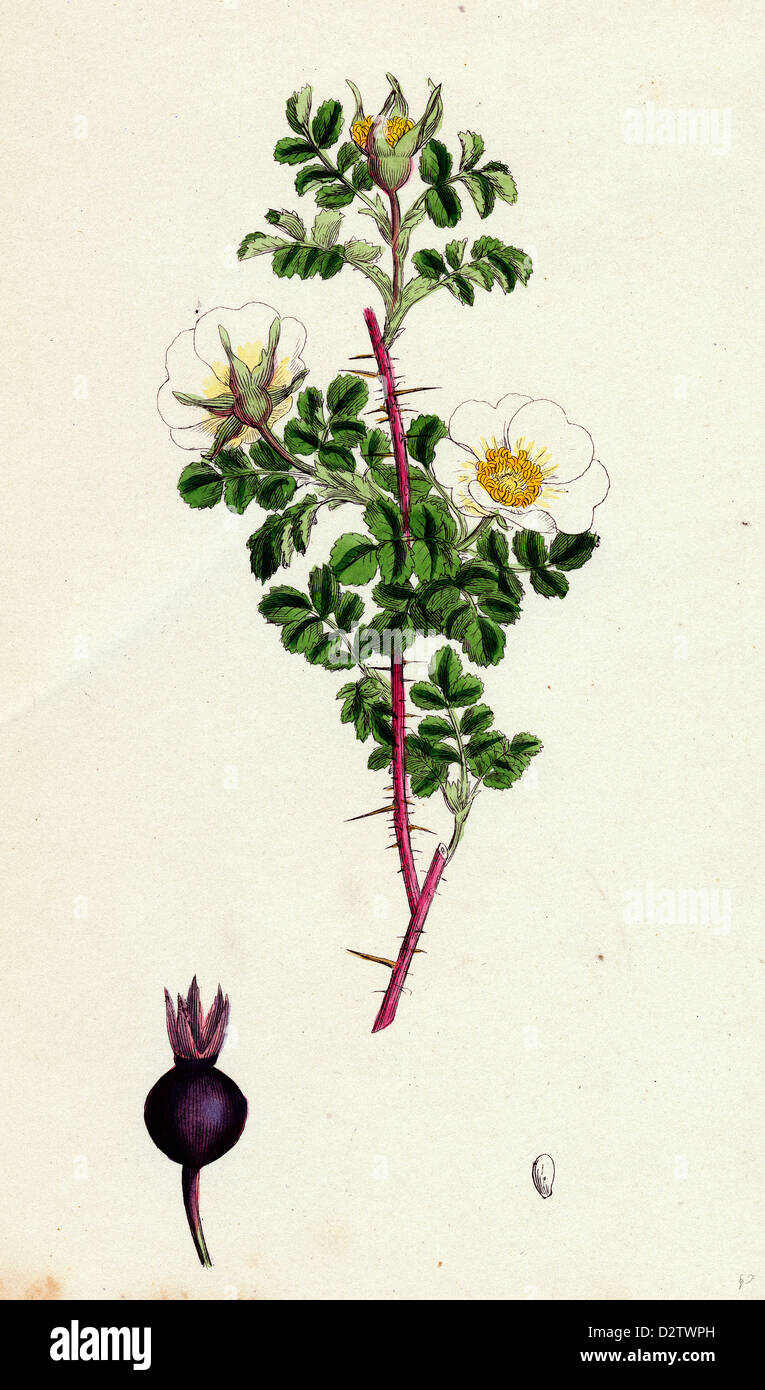 Rosa spinosissima; Common Burnet-Rose Stock Photo - Alamy