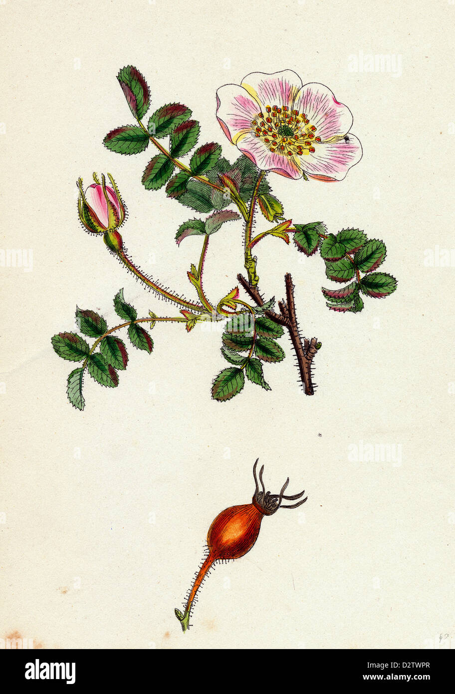 Rosa rubella; Red fruited Burnet-Rose Stock Photo - Alamy