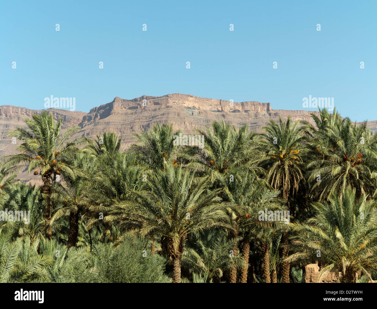 Date palm tree morocco hi-res stock photography and images - Alamy