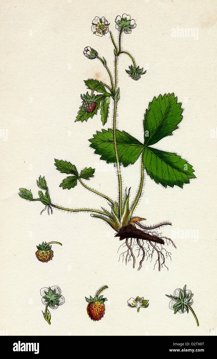 Fragaria vesca; Wild Strawberry Stock Photo - Alamy