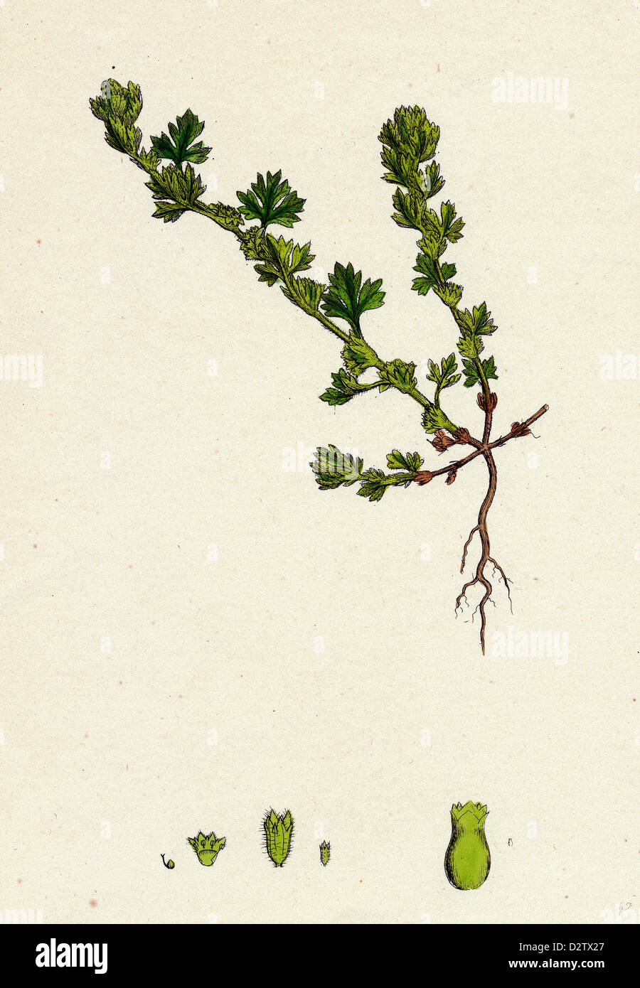 Parsley piert hi-res stock photography and images - Alamy