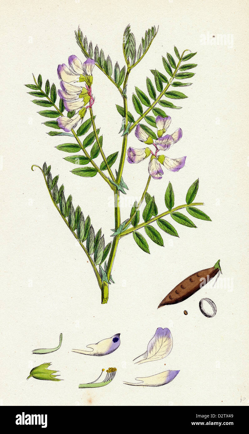 Vicia Orobus Wood Bitter Vetch Stock Photo - Alamy
