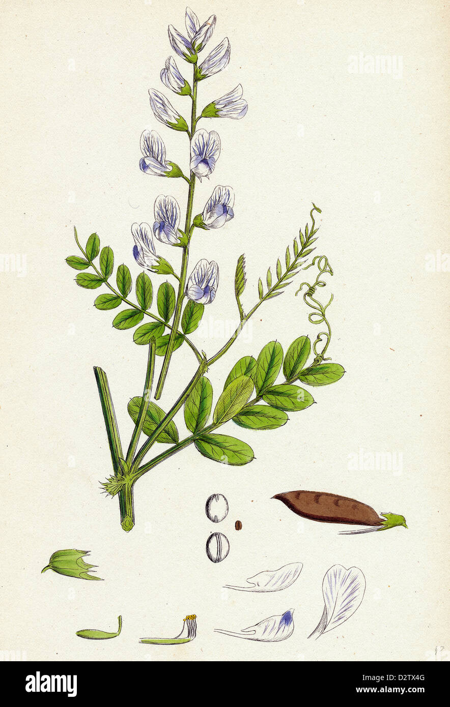 Vicia sylvatica; Wood Vetch Stock Photo - Alamy