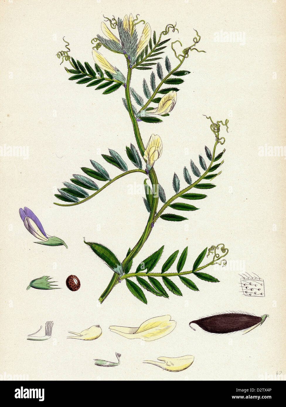 Vicia eu-lutea; Bush-podded Yellow Vetch Stock Photo - Alamy
