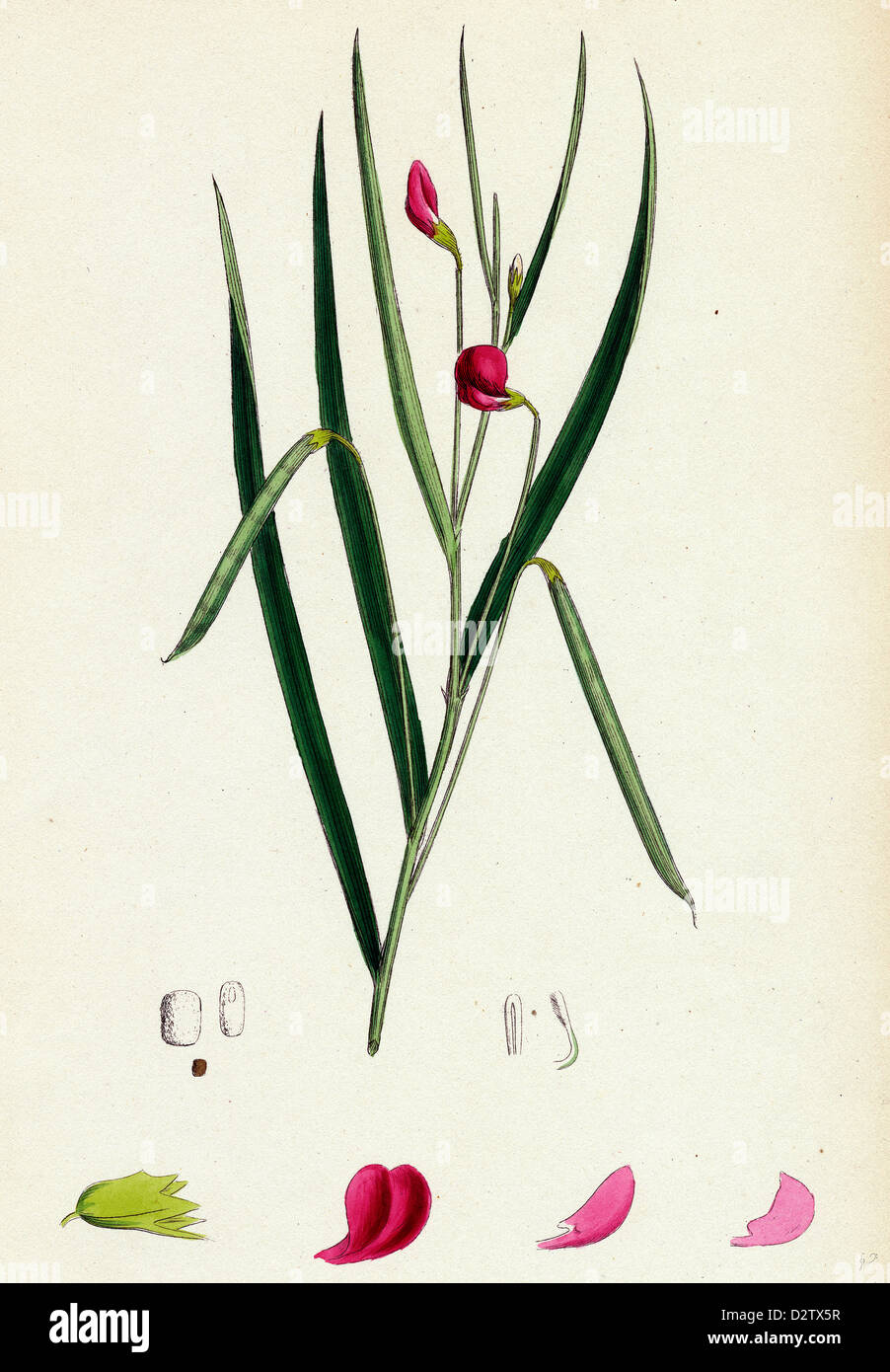 Lathyrus Nissolia; Grass-leaved Vetchling Stock Photo - Alamy