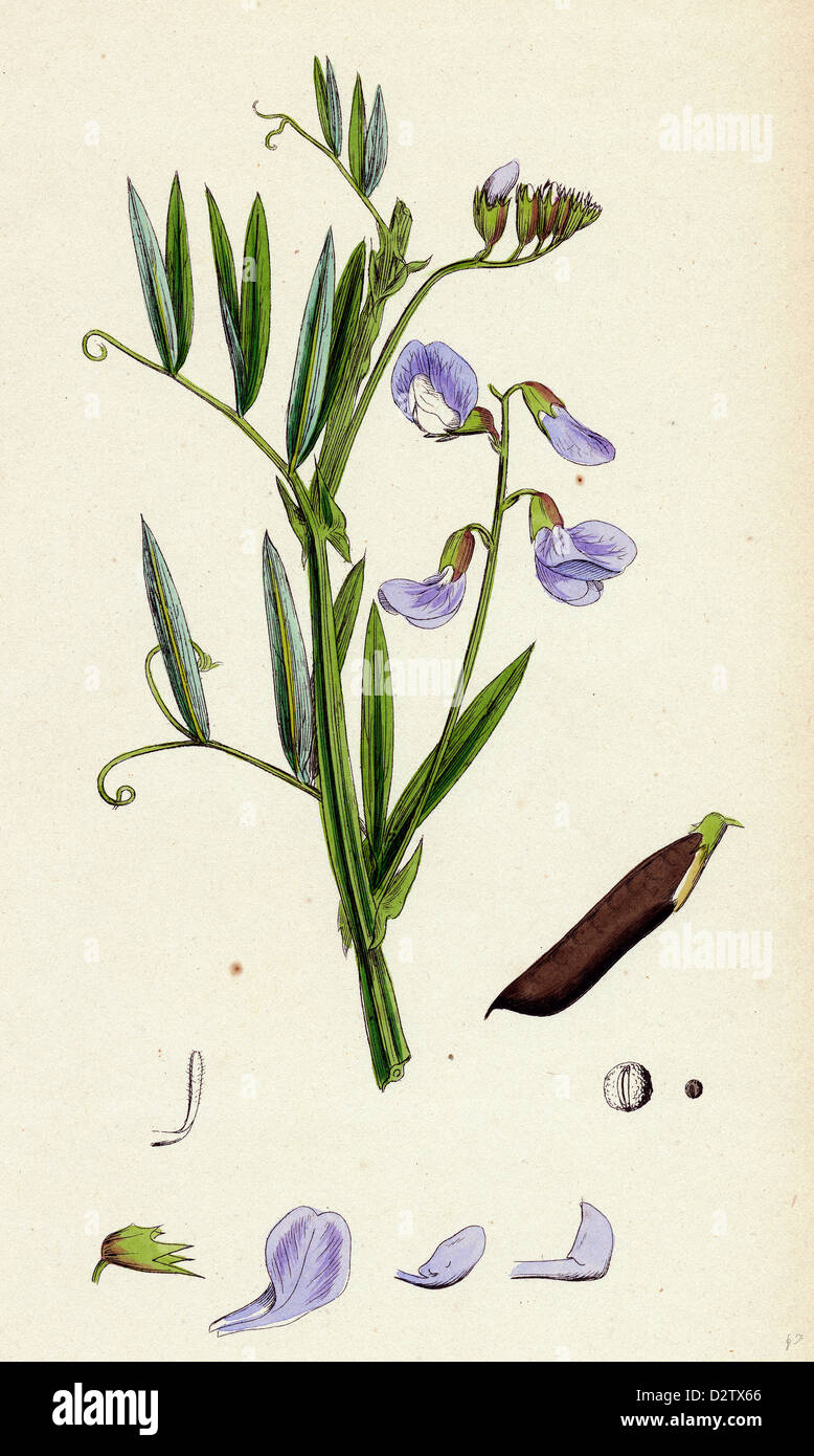 Lathyrus palustris; Marsh Vetchling Stock Photo - Alamy