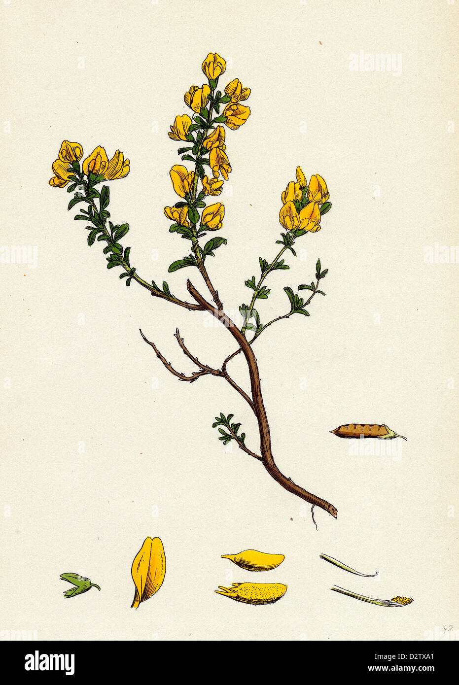 Genista pilosa; Hairy Green-Weed Stock Photo - Alamy