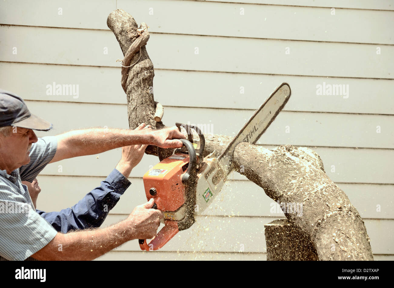 Men sawing a fallen tree Stock Photo - Alamy