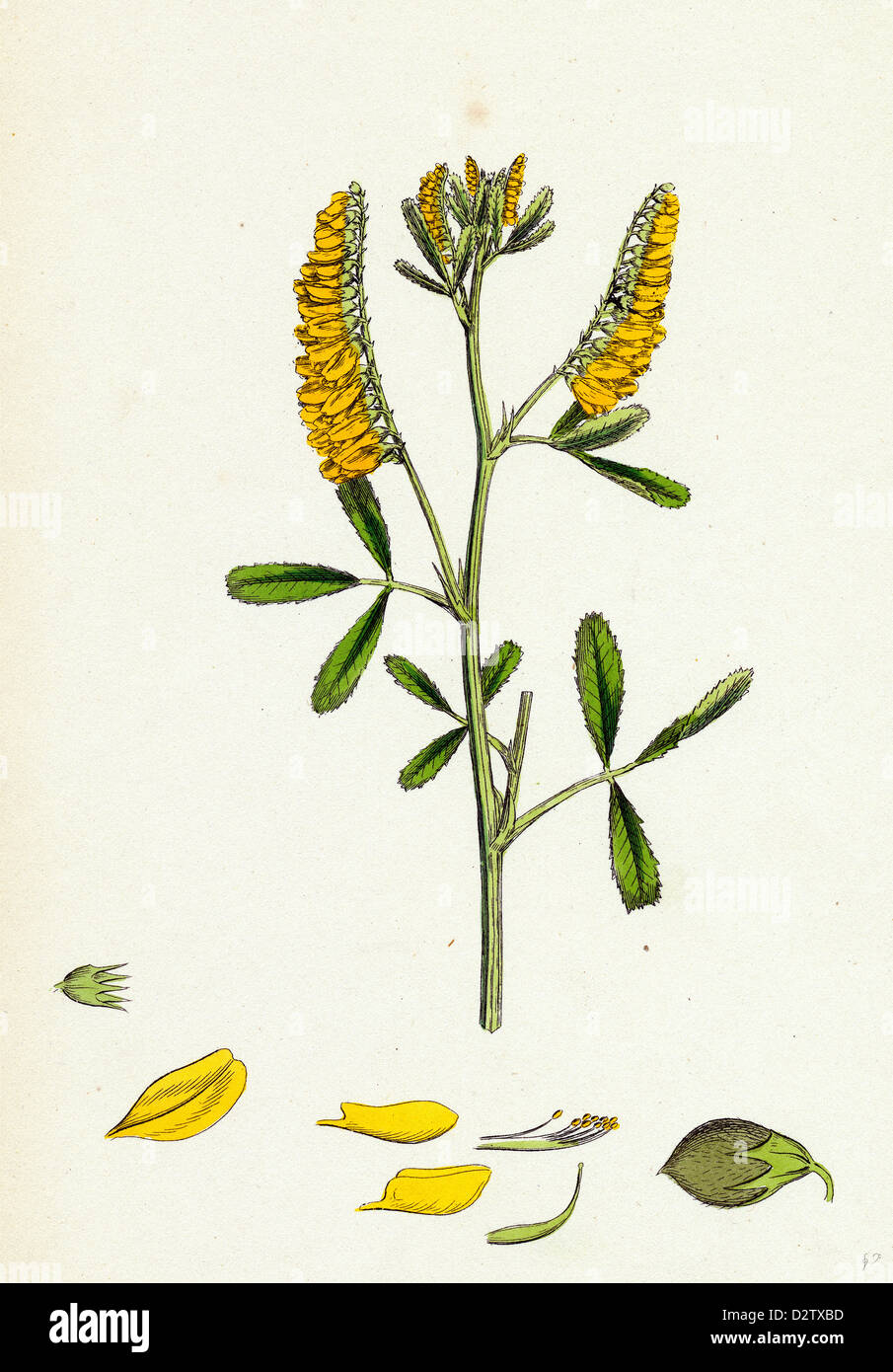 Melilotus officinalis; Common Melilot Stock Photo - Alamy