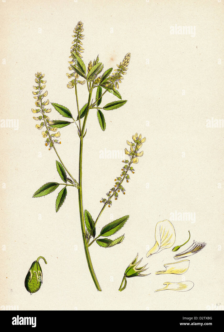 Melilotus alba White Melilot Stock Photo - Alamy