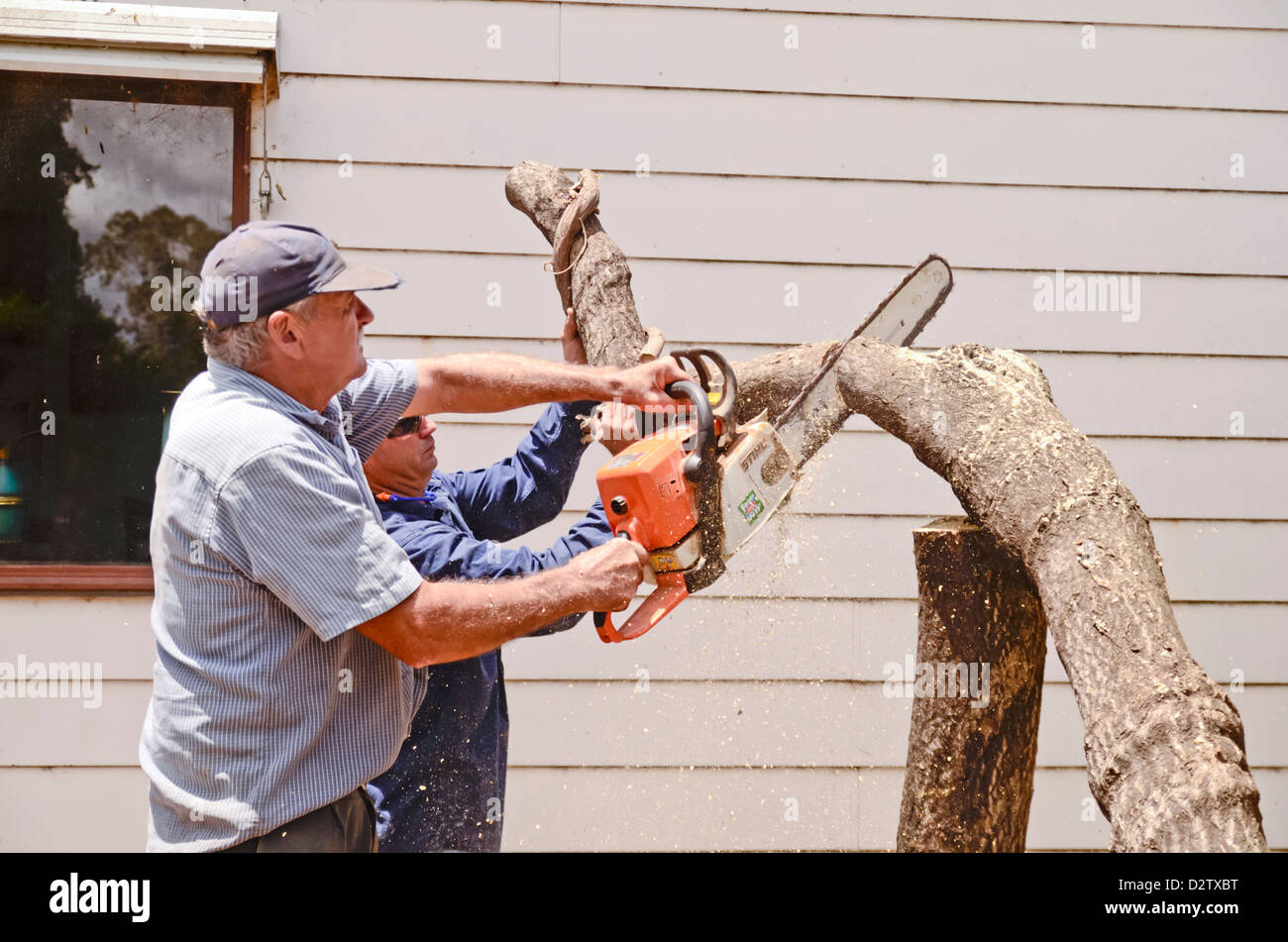 Two men working with chainsaw Stock Photo - Alamy
