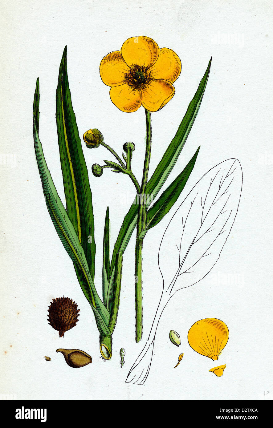 Ranunculus lingua botanical illustration hi-res stock photography and ...