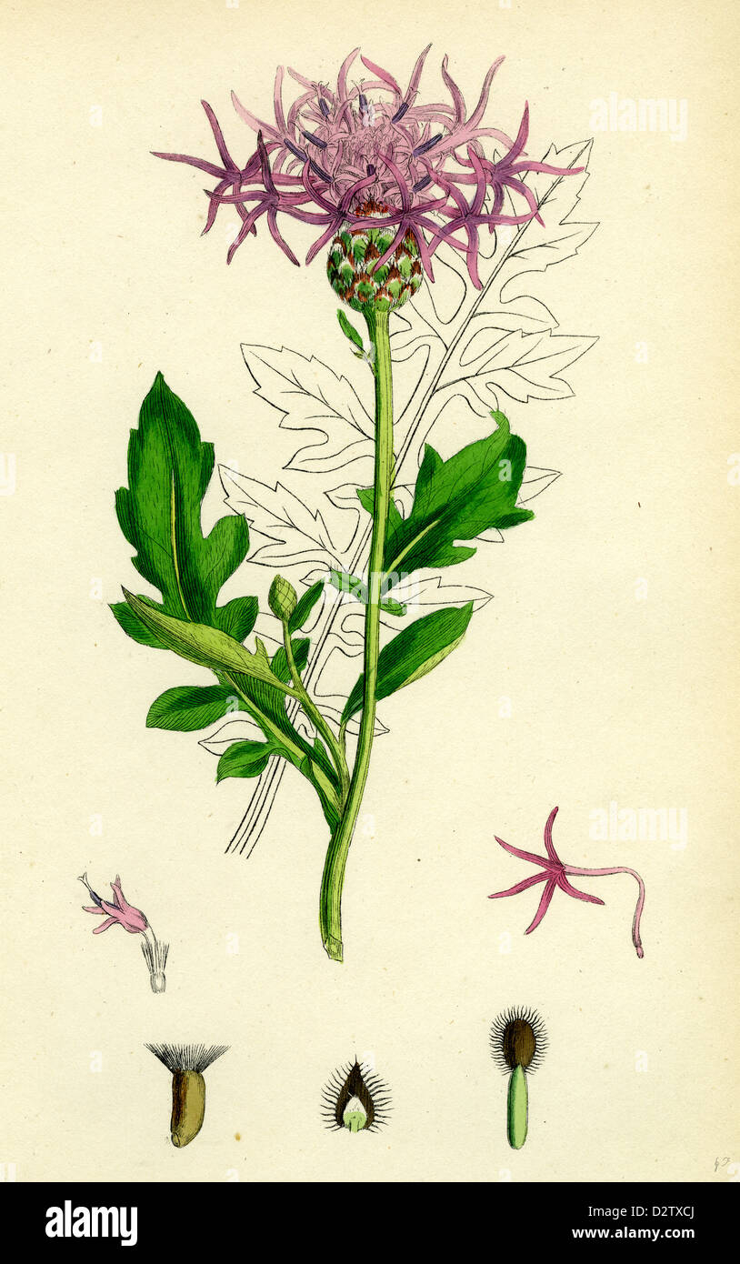 Knapweed illustration hi-res stock photography and images - Alamy