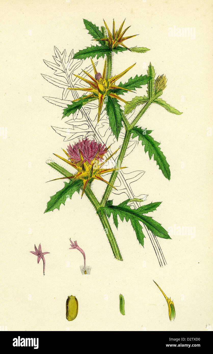 Star thistle hi-res stock photography and images - Alamy