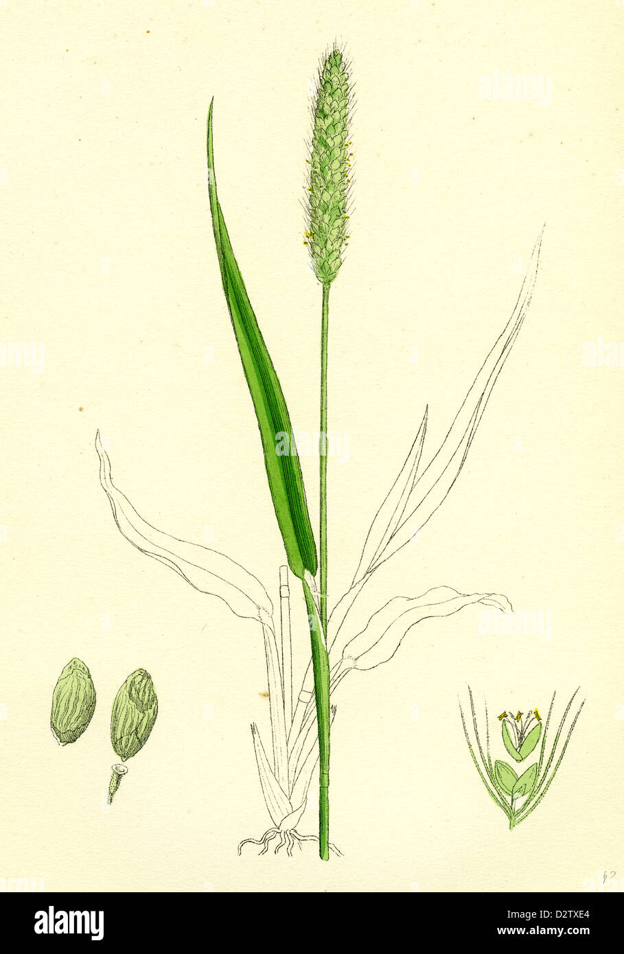 Setaria viridis; Green Bristle-grass Stock Photo - Alamy