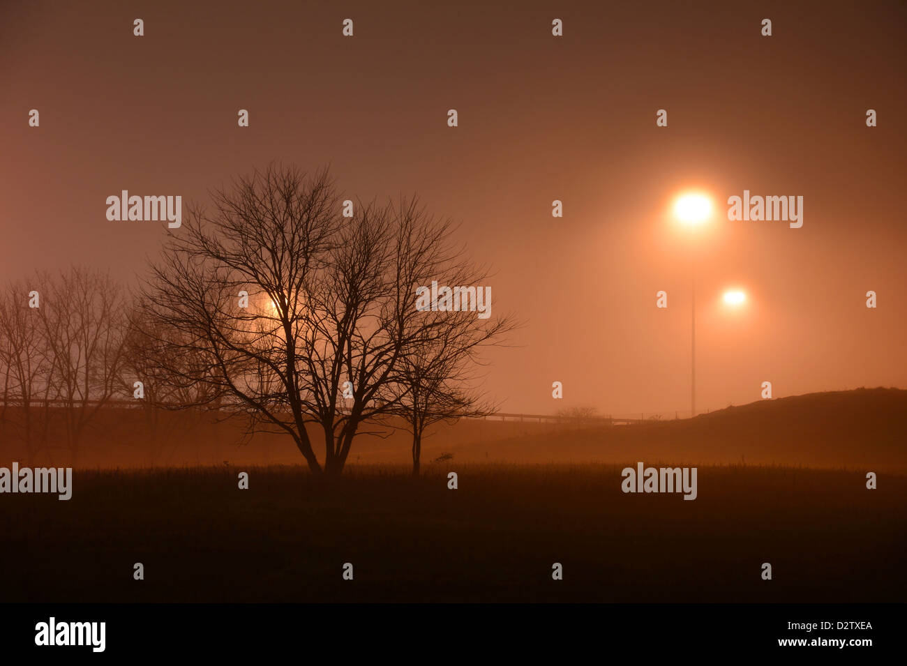 Foggy Hazy Night With Silhouetted Trees Lit By Lights Stock Photo - Alamy