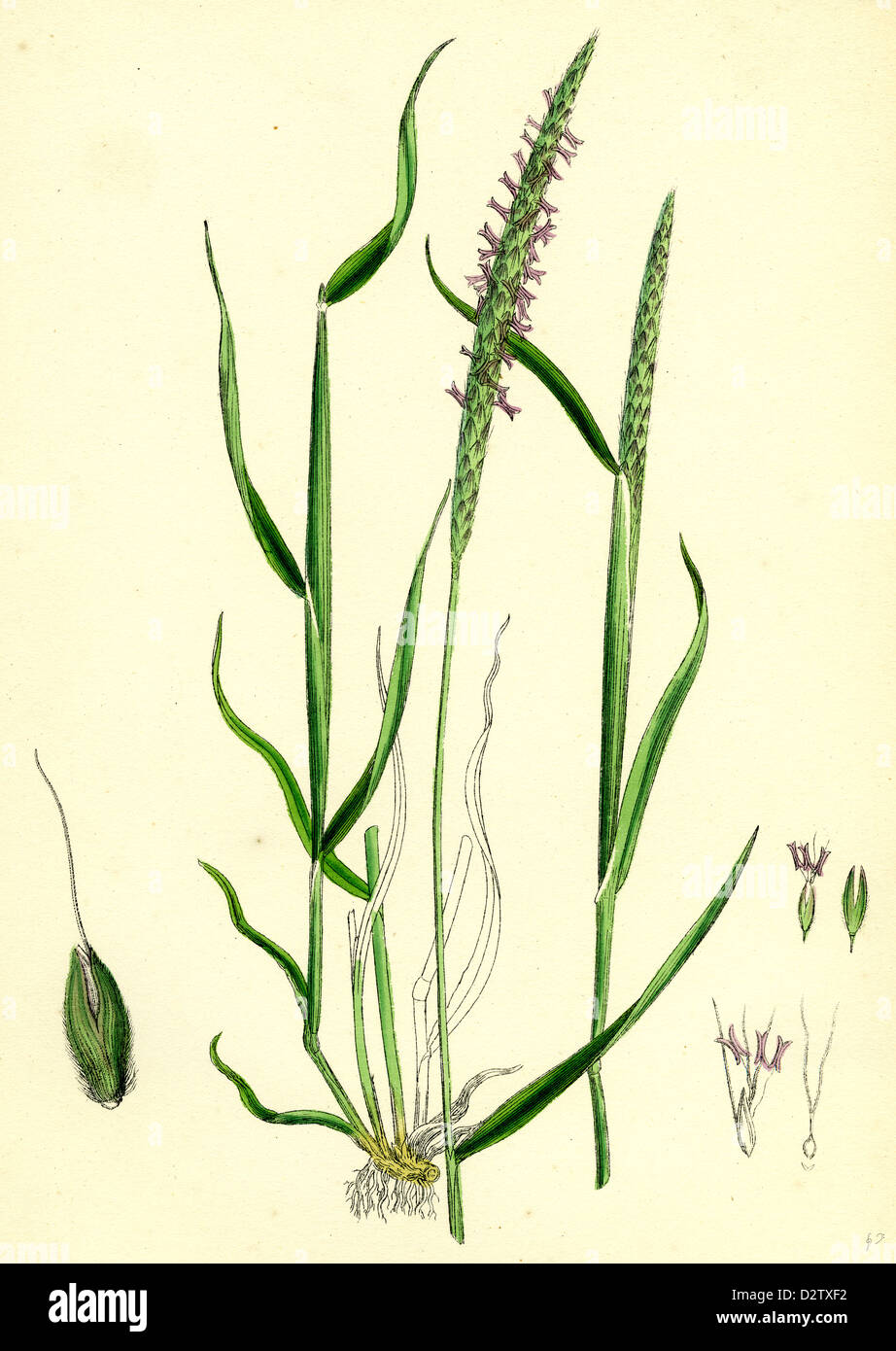 Alopecurus agrestis; Slender Fox-tail-grass Stock Photo - Alamy