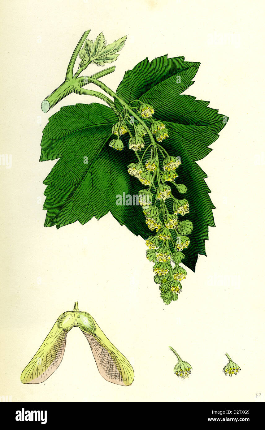 Sycamore botanical illustration hi-res stock photography and images - Alamy