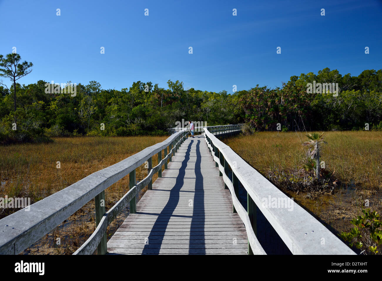 Board walk over marsh. The Everglades National Park, Florida, USA Stock ...