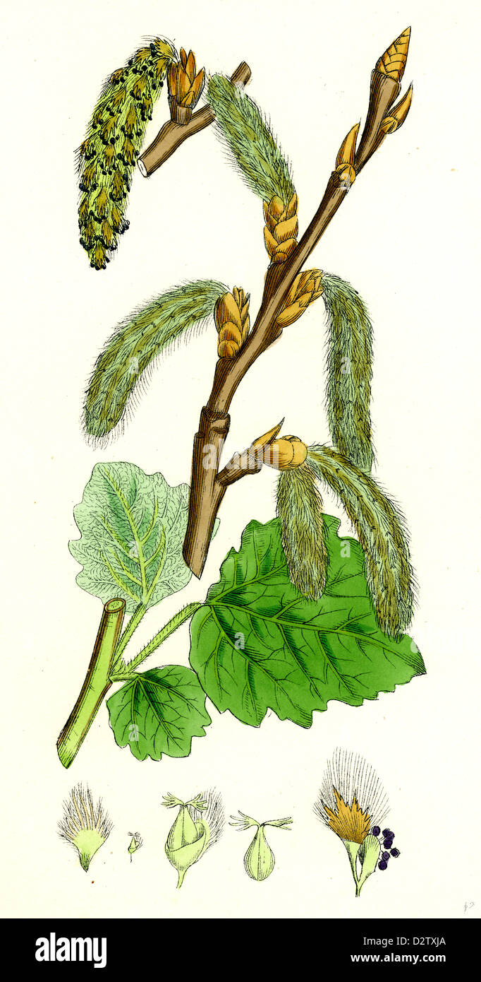 Populus canescens; Gray Poplar Stock Photo - Alamy